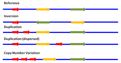 Sv Detection Structural Variation Detection Analysis 1010genome