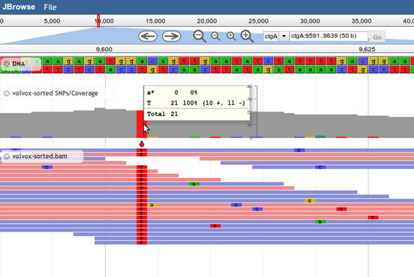 whole-genome-sequencing-variant | Next Generation Sequencing and Bioinformatics Data Analysis ...